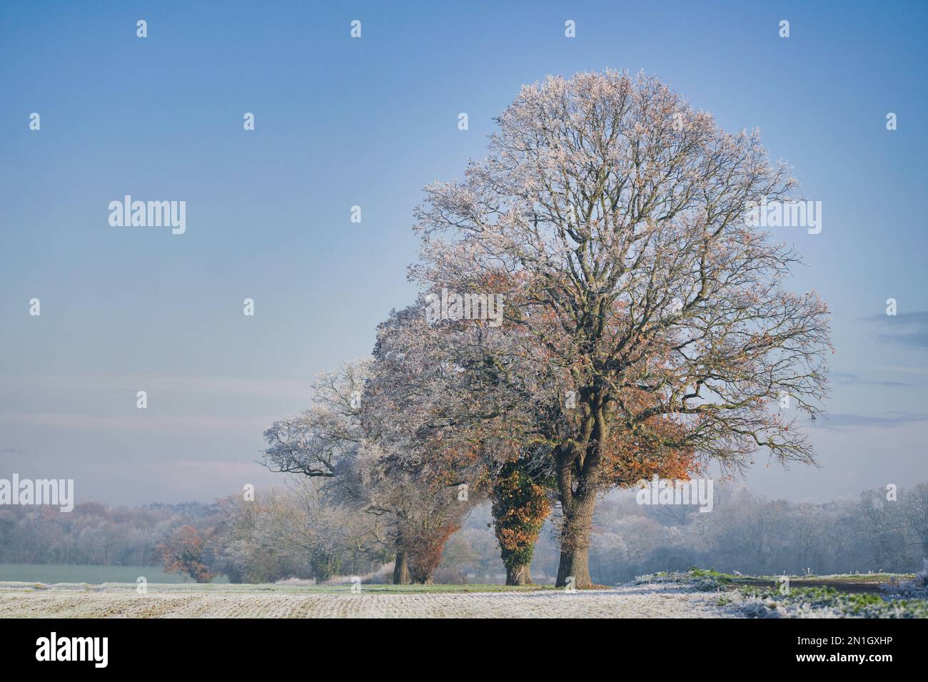 A row of frosted oak trees in a farm field in winter Stock Photo - Alamy