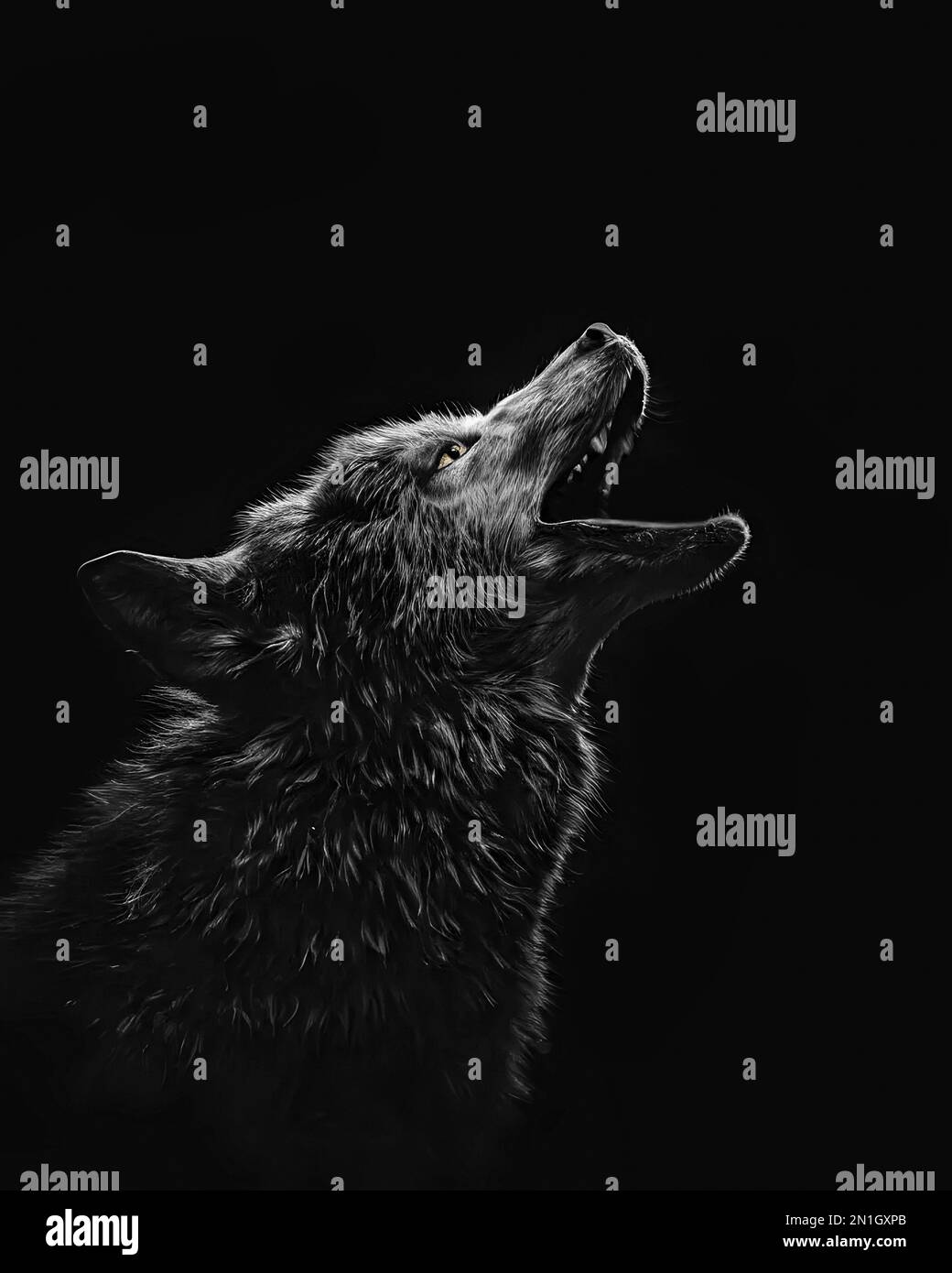 Wolf howling at the moon isolated black , 3D illustration animal Stock ...