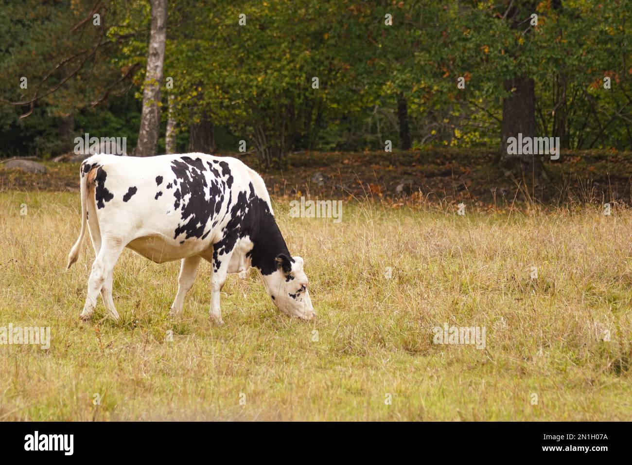 Side view of cow hi-res stock photography and images - Alamy