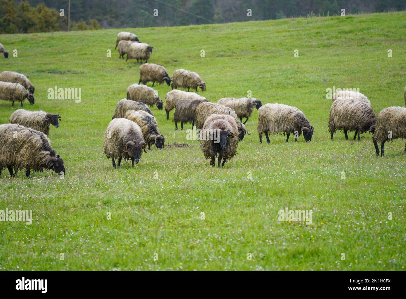 Lacho sheep hi-res stock photography and images - Alamy