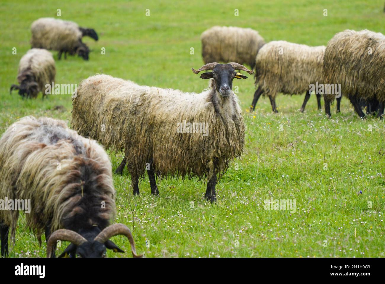 Lacho sheep hi-res stock photography and images - Alamy