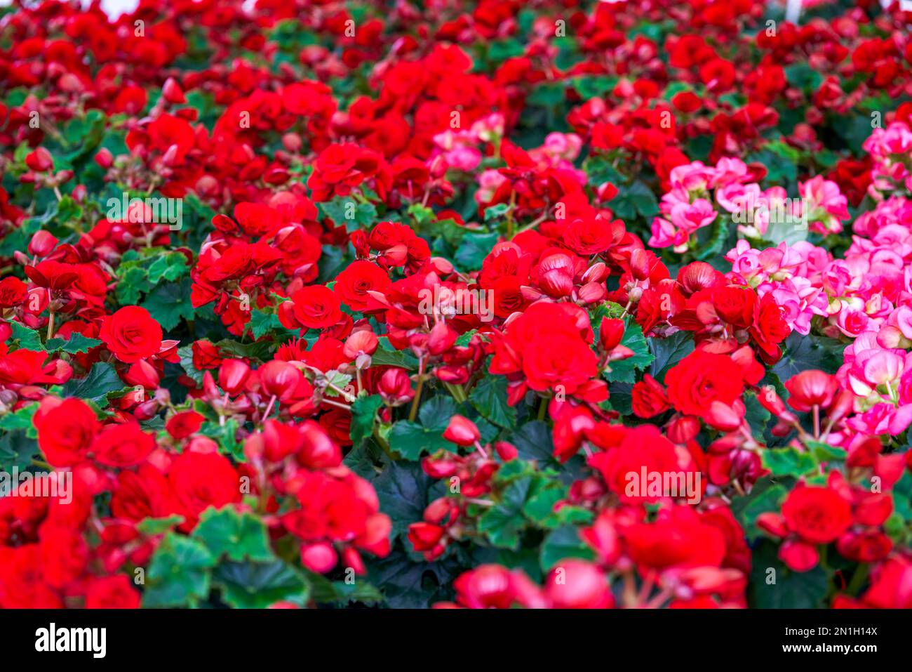 Beautiful blooming red Cymbidium close-up Stock Photo - Alamy