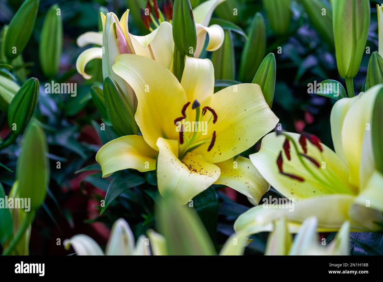 Perfume lilies hi-res stock photography and images - Alamy
