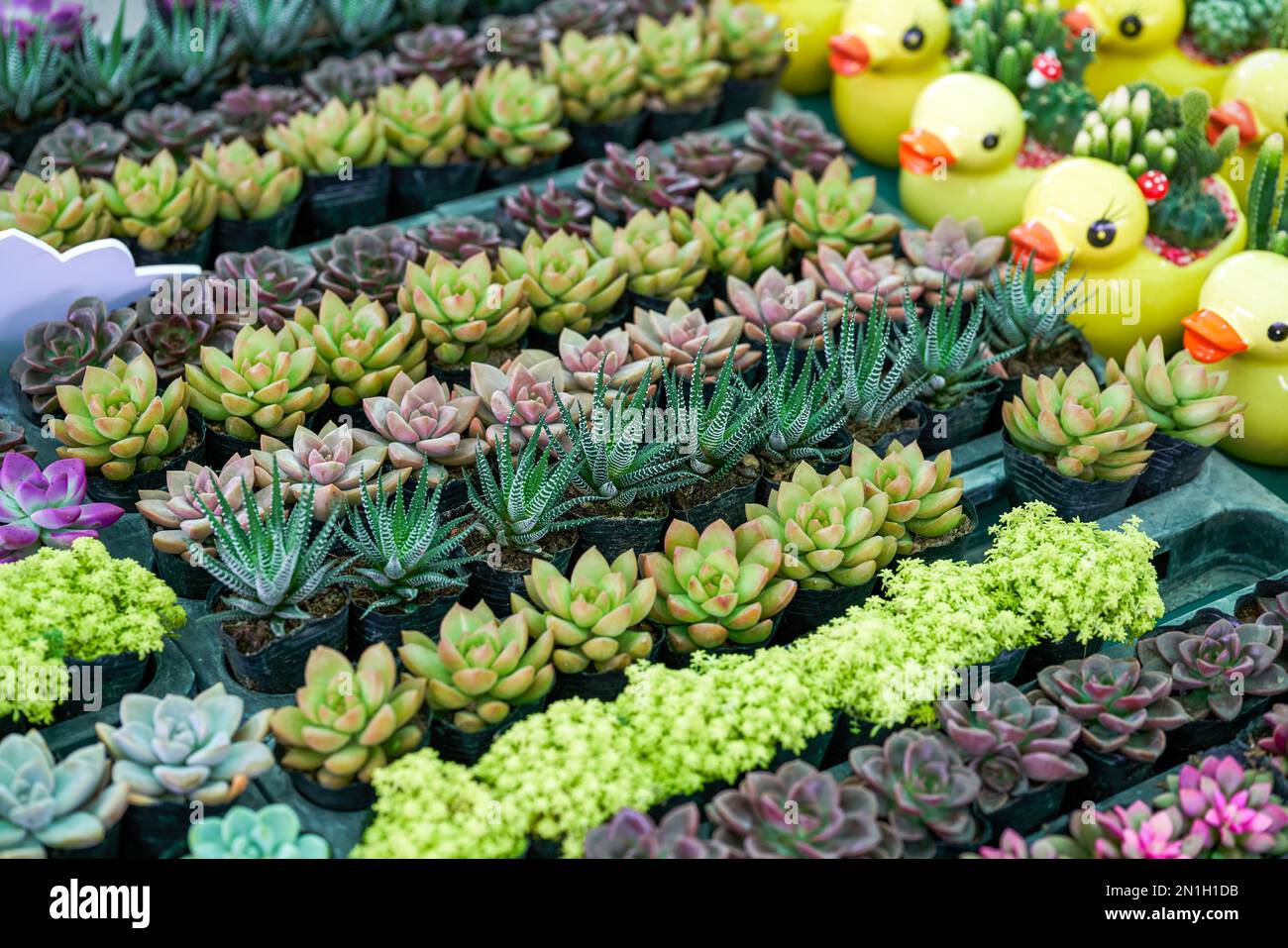 Plump inside hi-res stock photography and images - Alamy