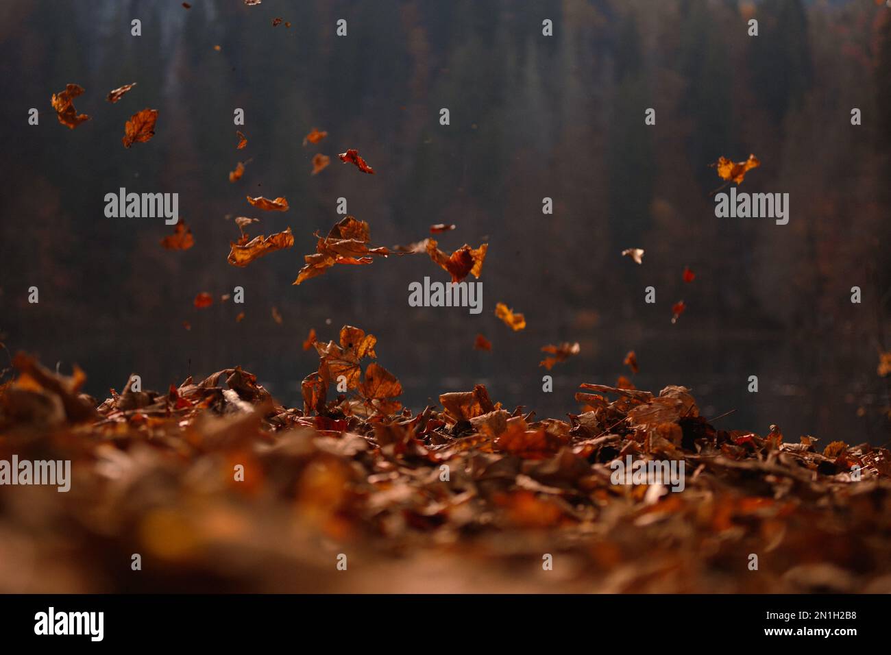falling autumn leaves Stock Photo - Alamy