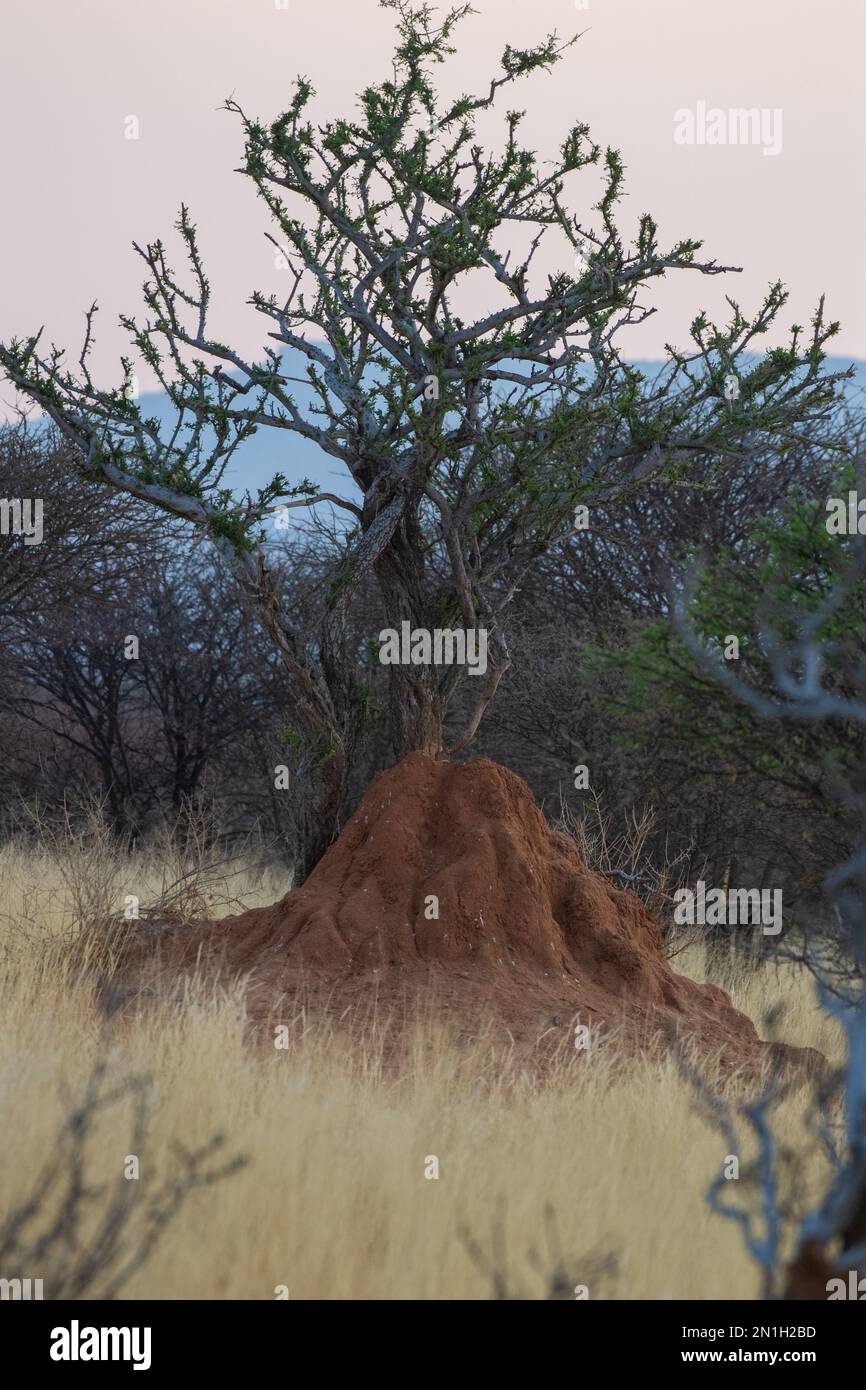 Giant Mound Termite nest, Macrotermes michaelseni, Termitidae, Namibia ...
