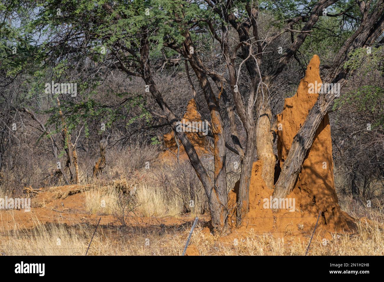 Giant Mound Termite nest, Macrotermes michaelseni, Termitidae, Namibia ...