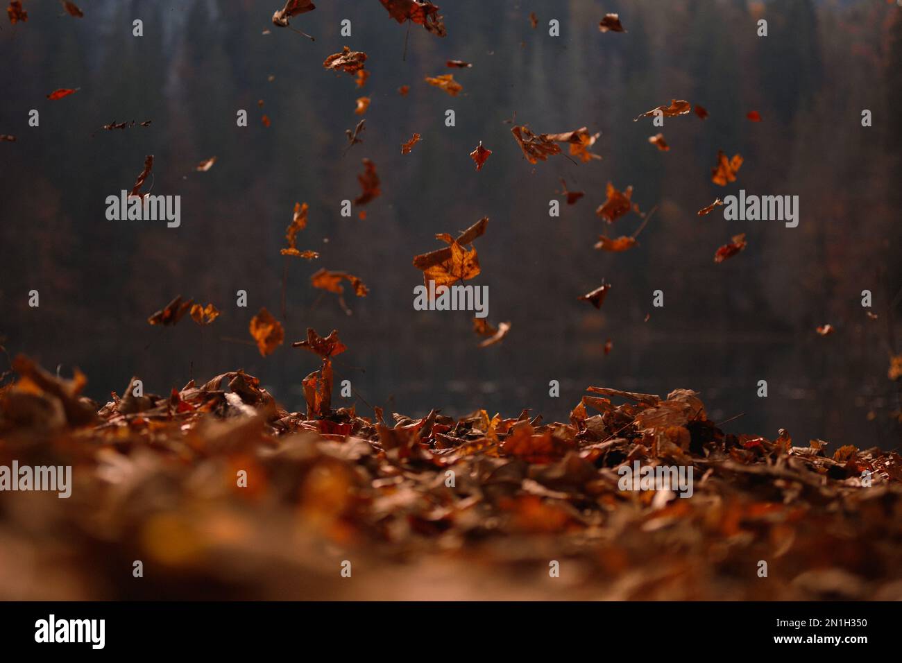 falling autumn leaves Stock Photo - Alamy