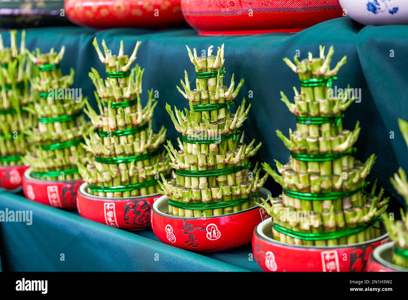 Chinese New Year Lucky Bamboo Closeup Stock Photo - Alamy