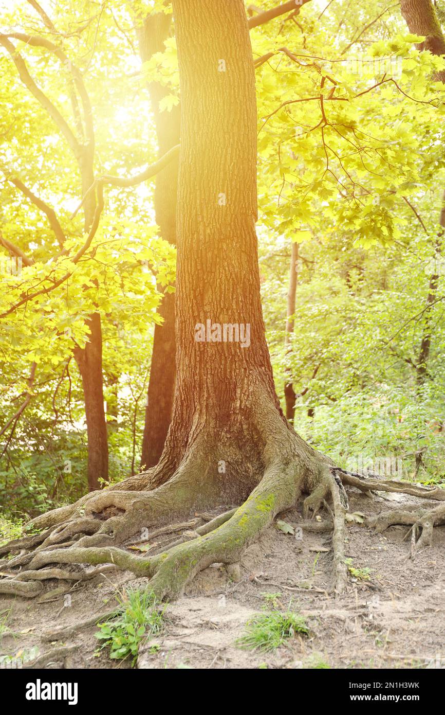 Mighty roots of an old tree in green forest in daytime. Beautiful ...