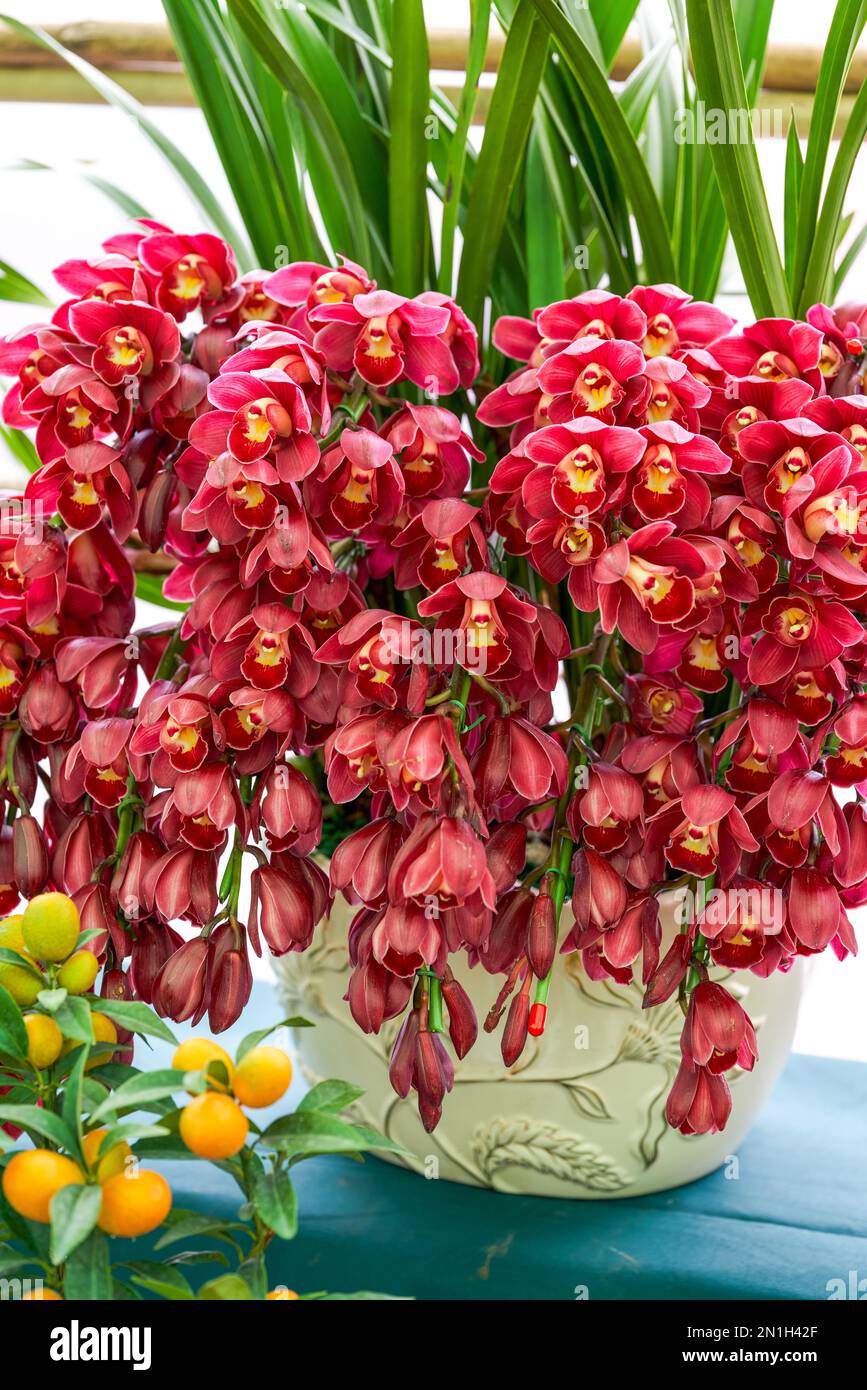 Chinese cymbidium hi-res stock photography and images - Alamy