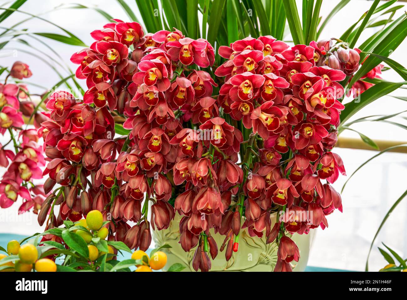 Chinese cymbidium hi-res stock photography and images - Alamy