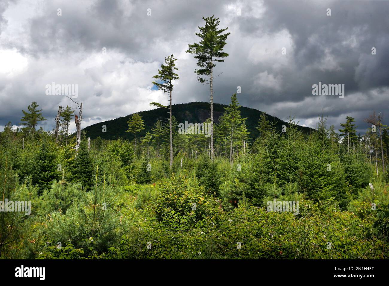 In this Aug. 5, 2015 photo, a forest grows back beneath a few uncut ...