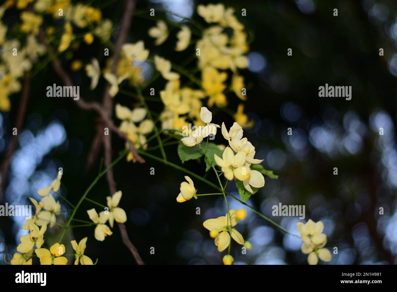 Flowers of the golden shower tree Stock Photo - Alamy