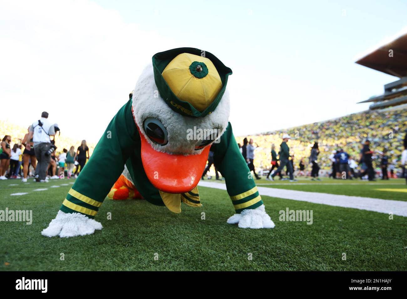 The Oregon Duck does push-ups during the first half of an NCAA college ...