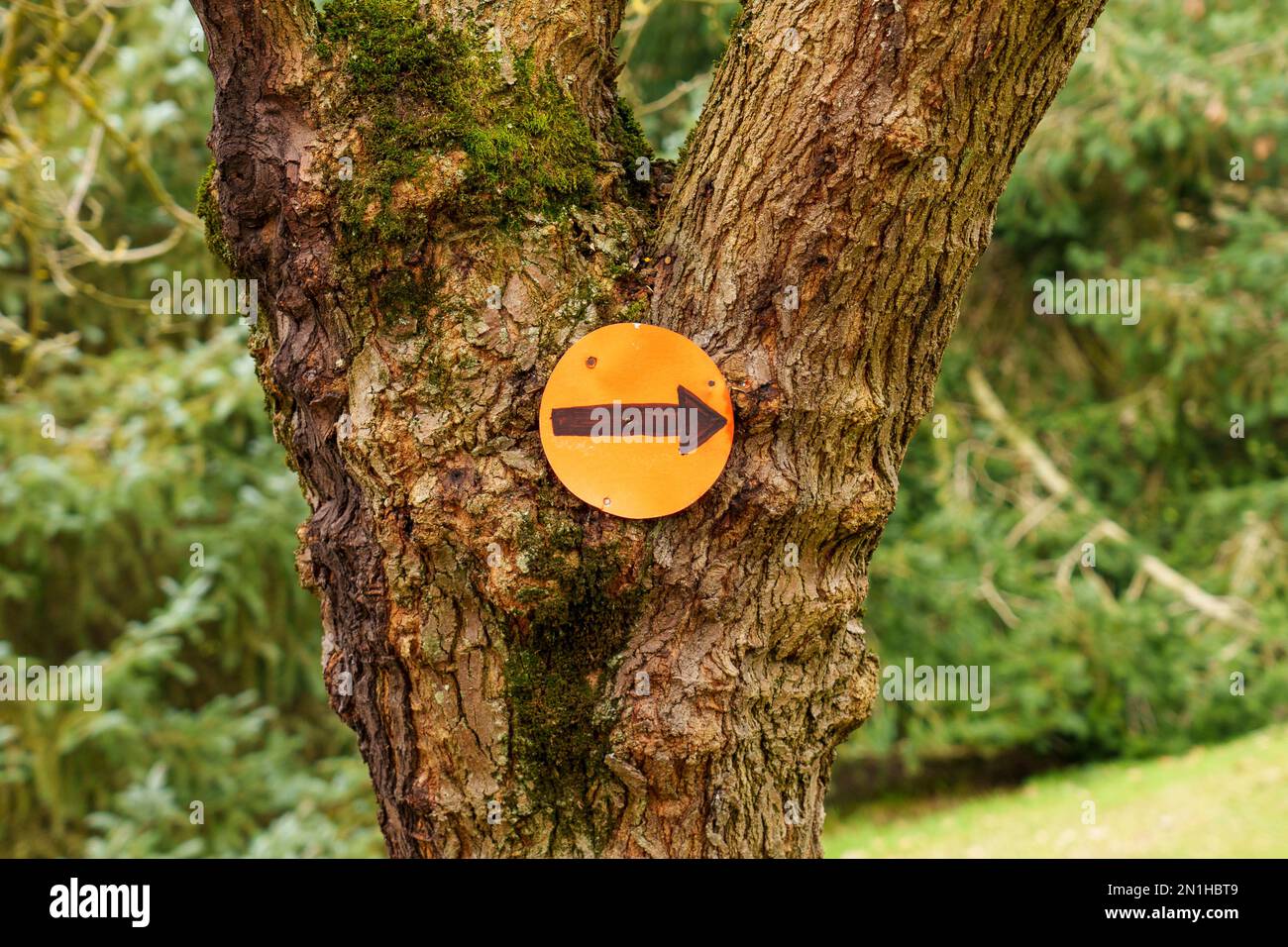 Direction arrow sign on a tree in the forest Stock Photo - Alamy