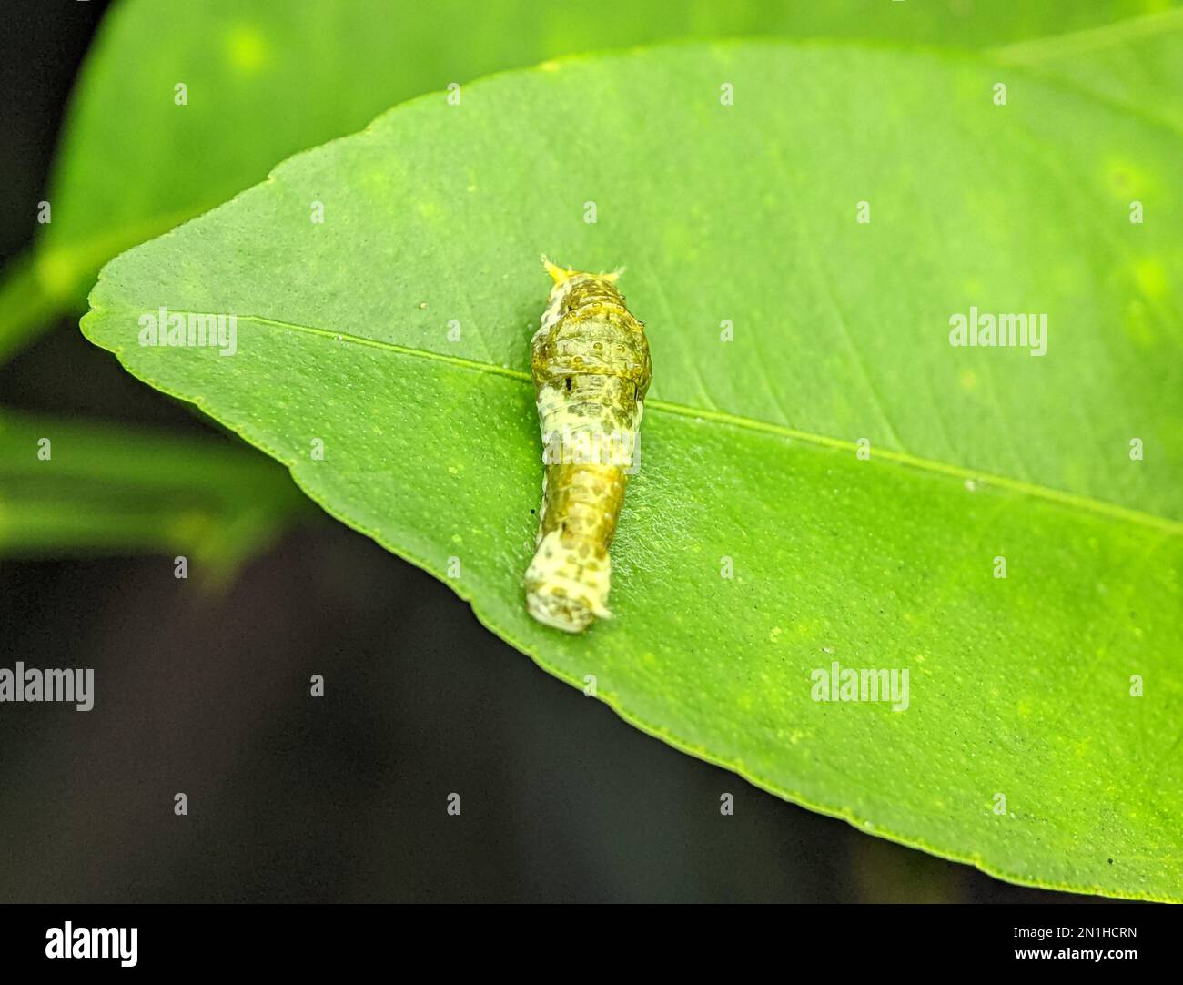 Close shot of the common mormon caterpillar on a green leaf Stock Photo ...