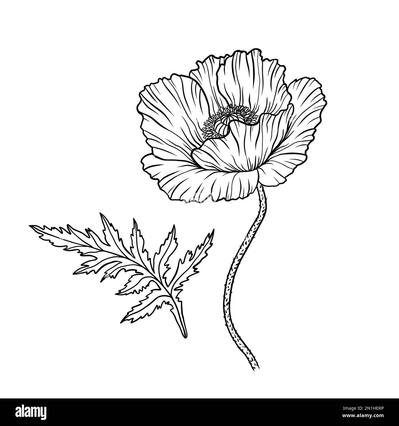 Poppy flower. Papaver. Stem and leaf. Elements for Anzac day design ...