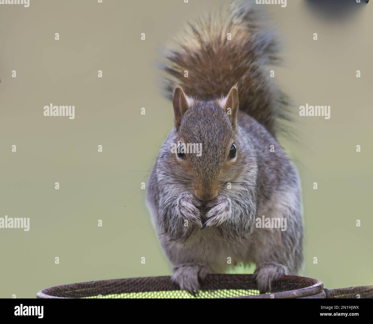 A grey squirrel, Sciurus carolinensis nibbling on a nut, balancing on ...