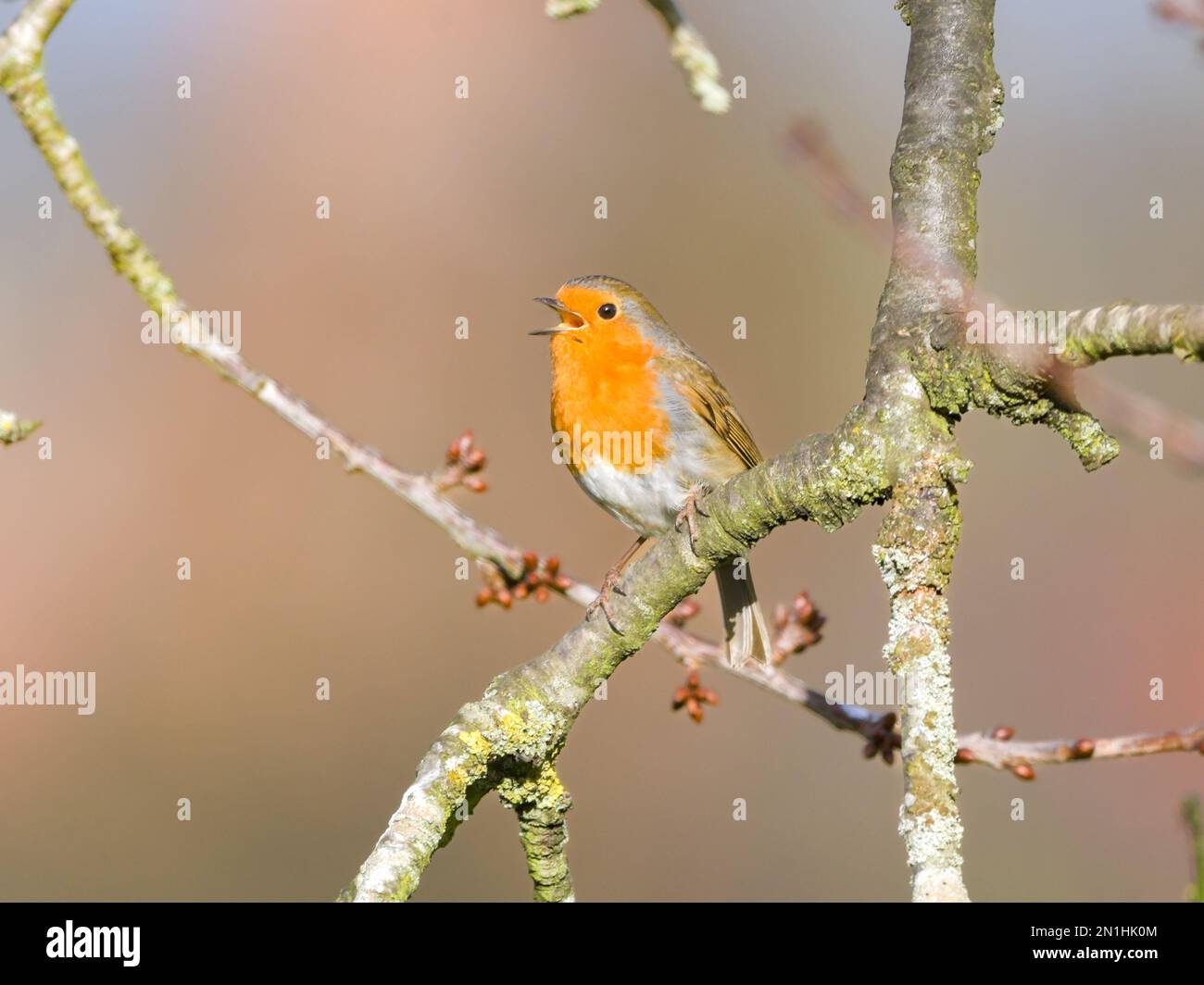 A Robin, Erithacus rubecula, old world fly catcher sitting on a cherry ...
