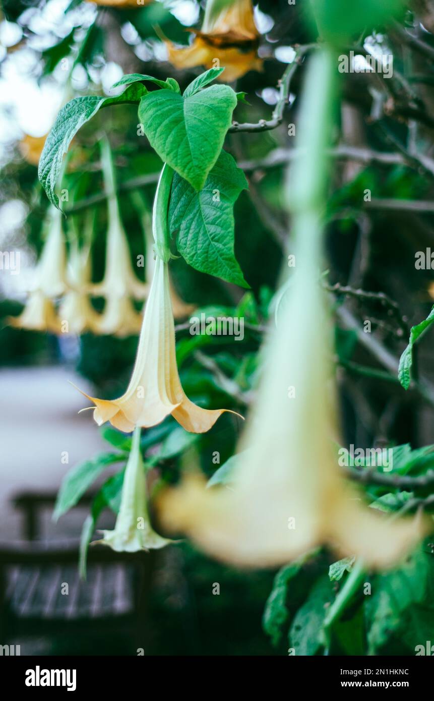 Angel trumpet flowers hi-res stock photography and images - Alamy