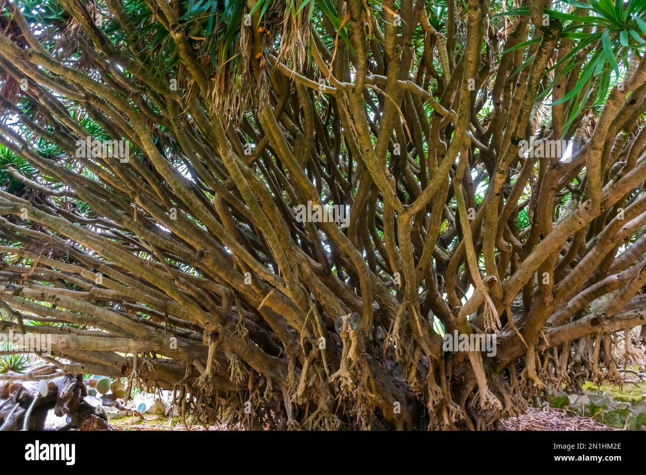 Lisbon, Portugal, Detail, "Devil Tree" on display in Outside Garden in ...