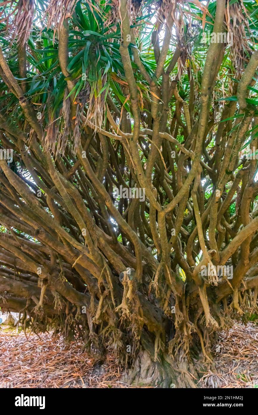 Lisbon, Portugal, Detail, "Devil Tree" on display in Outside Garden in ...