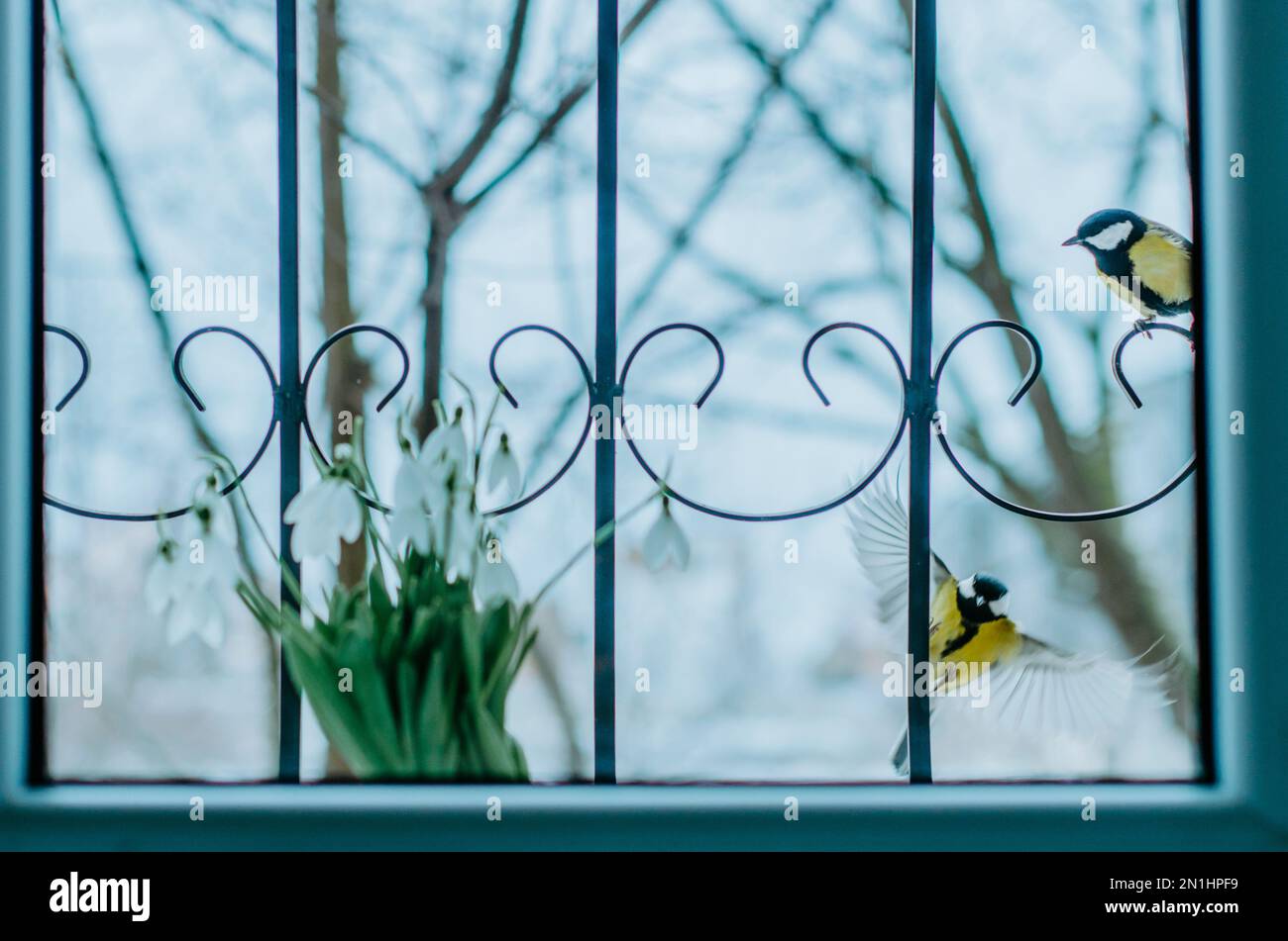 Winter window view with snowdrop flowers and yellow great tit birds ...