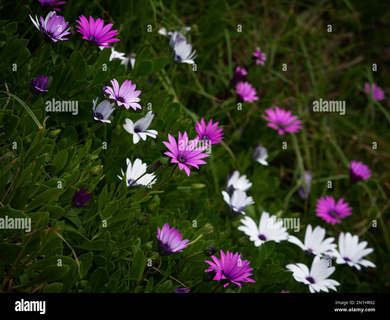 Violet purple and white Osteospermum dimorphotheca ecklonis African ...
