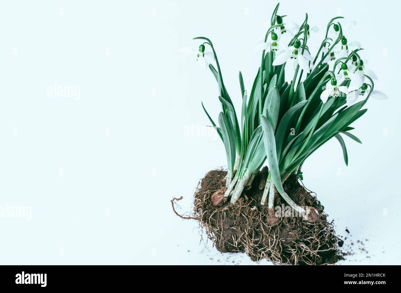 Snowdrops with roots in a chunk of ground on white background Stock ...