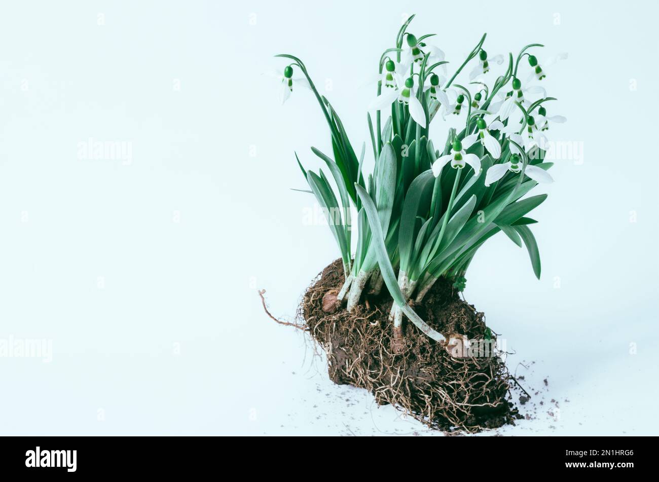 Snowdrops with roots in a chunk of soil on white background Stock Photo ...
