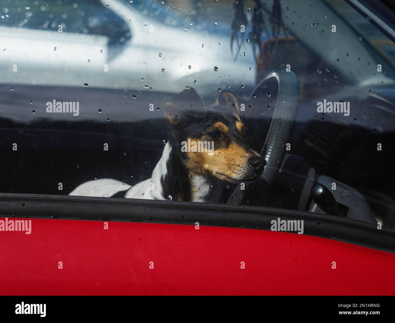 Ratonero Bodeguero Andaluz terrier dog sitting on passenger seat behind ...
