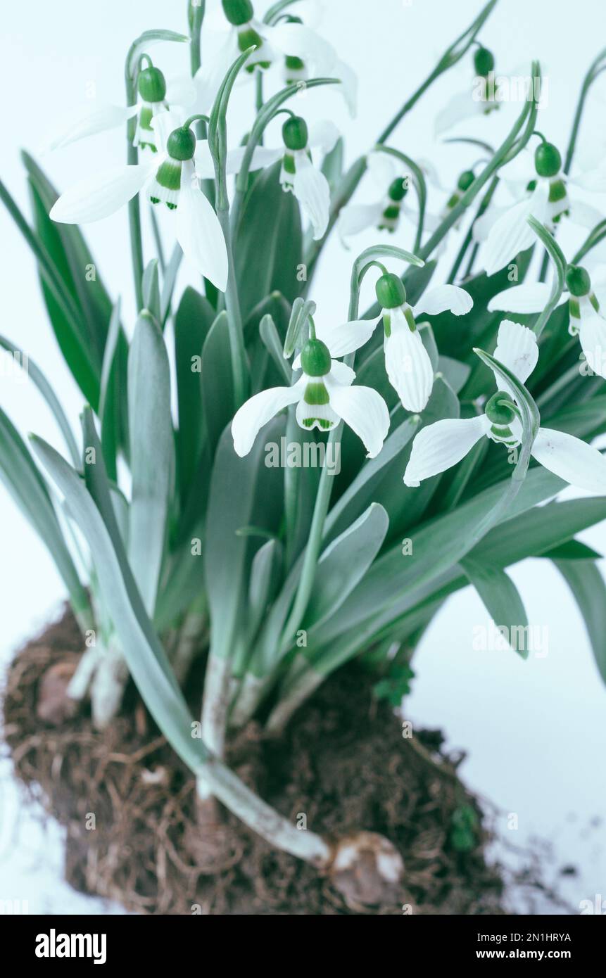 Snowdrops close up with ground and roots on white background Stock ...