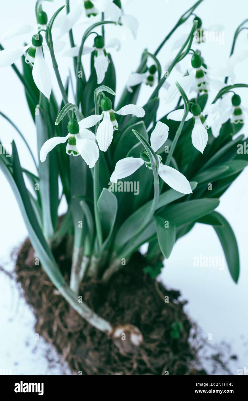 Snowdrops close up with ground and roots on white background Stock ...