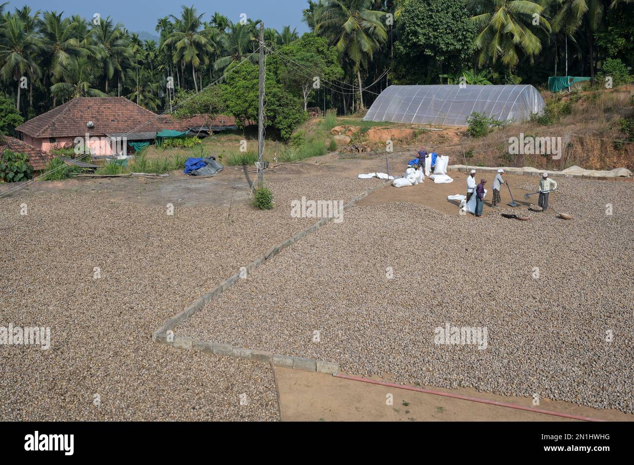 INDIA, Karnataka, Mudbidri, Betel nut or areca nut plantation, drying ...