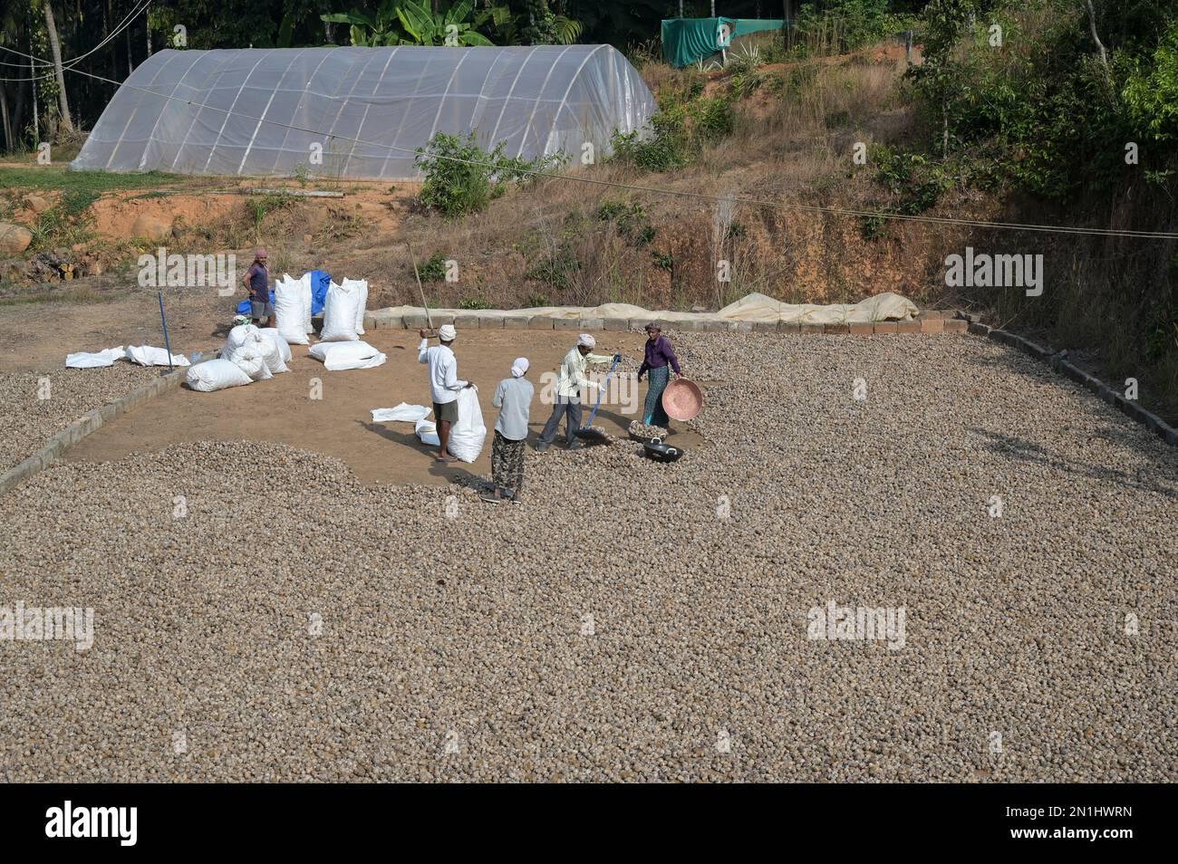 INDIA, Karnataka, Mudbidri, Betel nut or areca nut plantation, drying ...