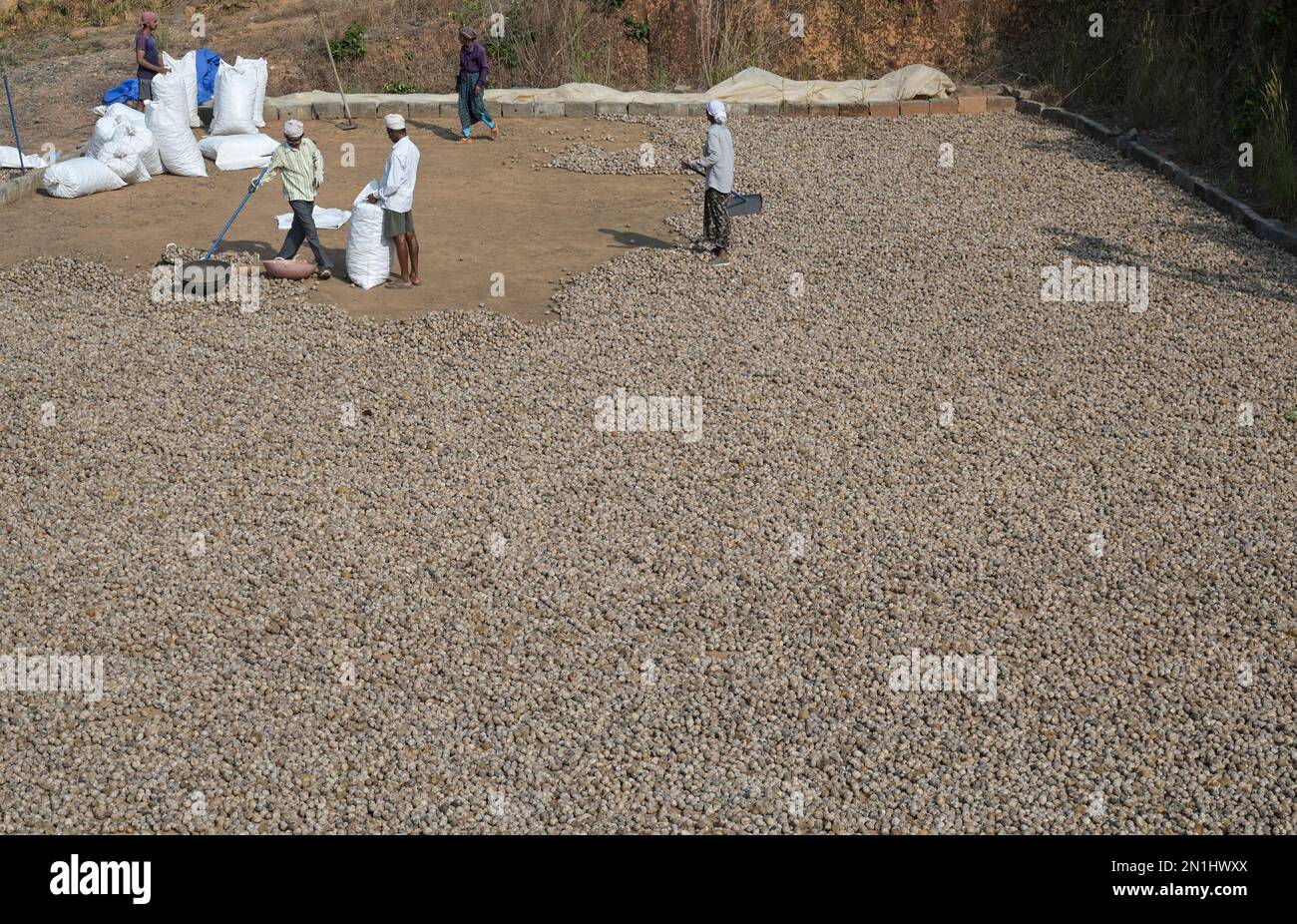 INDIA, Karnataka, Mudbidri, Betel nut or areca nut plantation, drying ...
