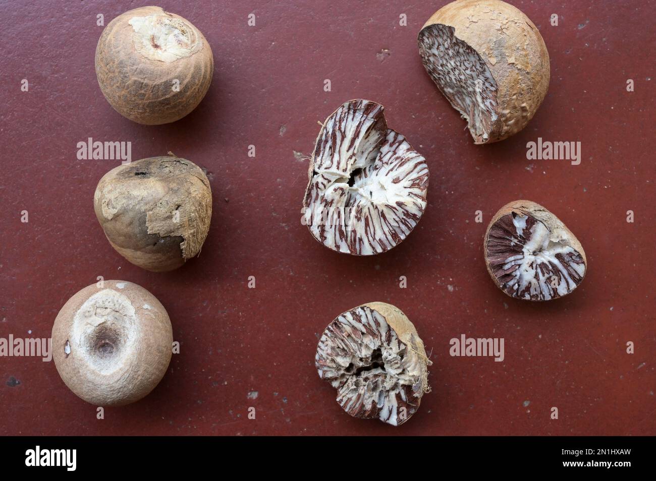 INDIA, Karnataka, Mudbidri, Betel nut or areca nut plantation, betelnut ...