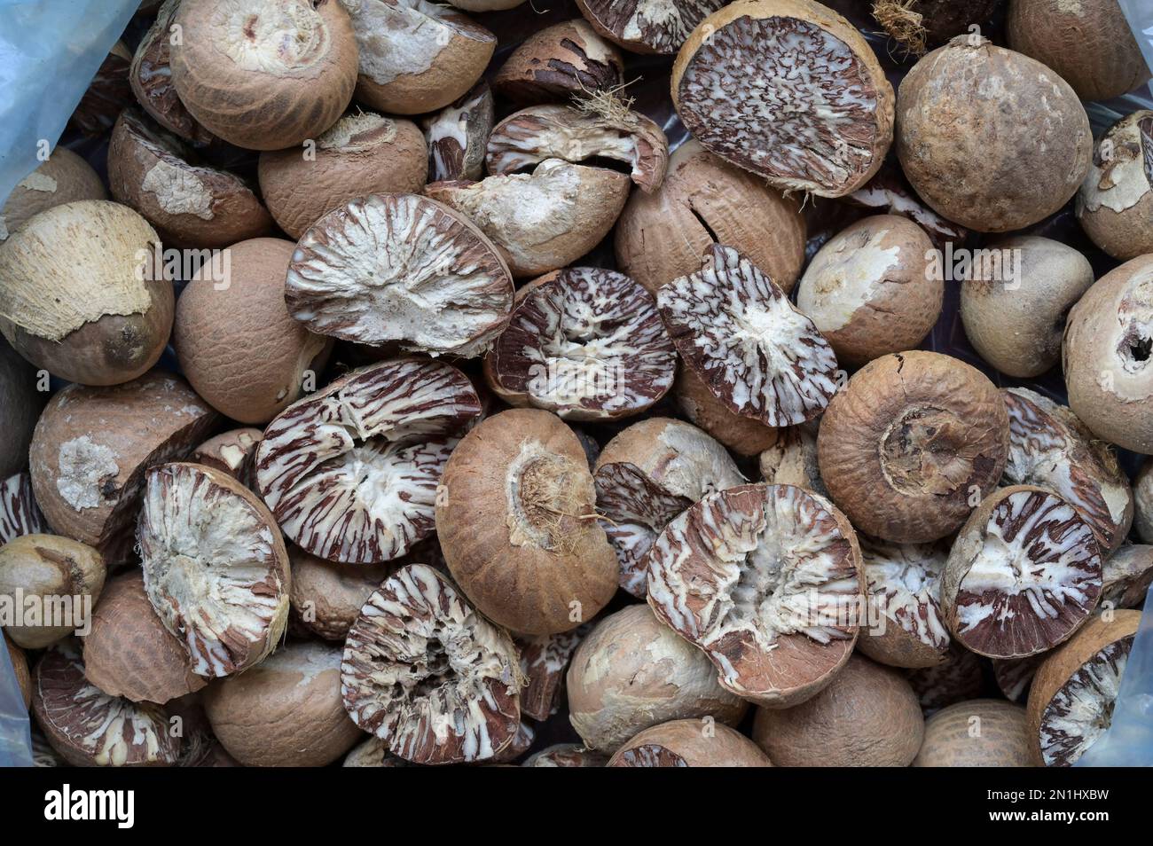 INDIA, Karnataka, Mudbidri, Betel nut or areca nut plantation, betelnut ...