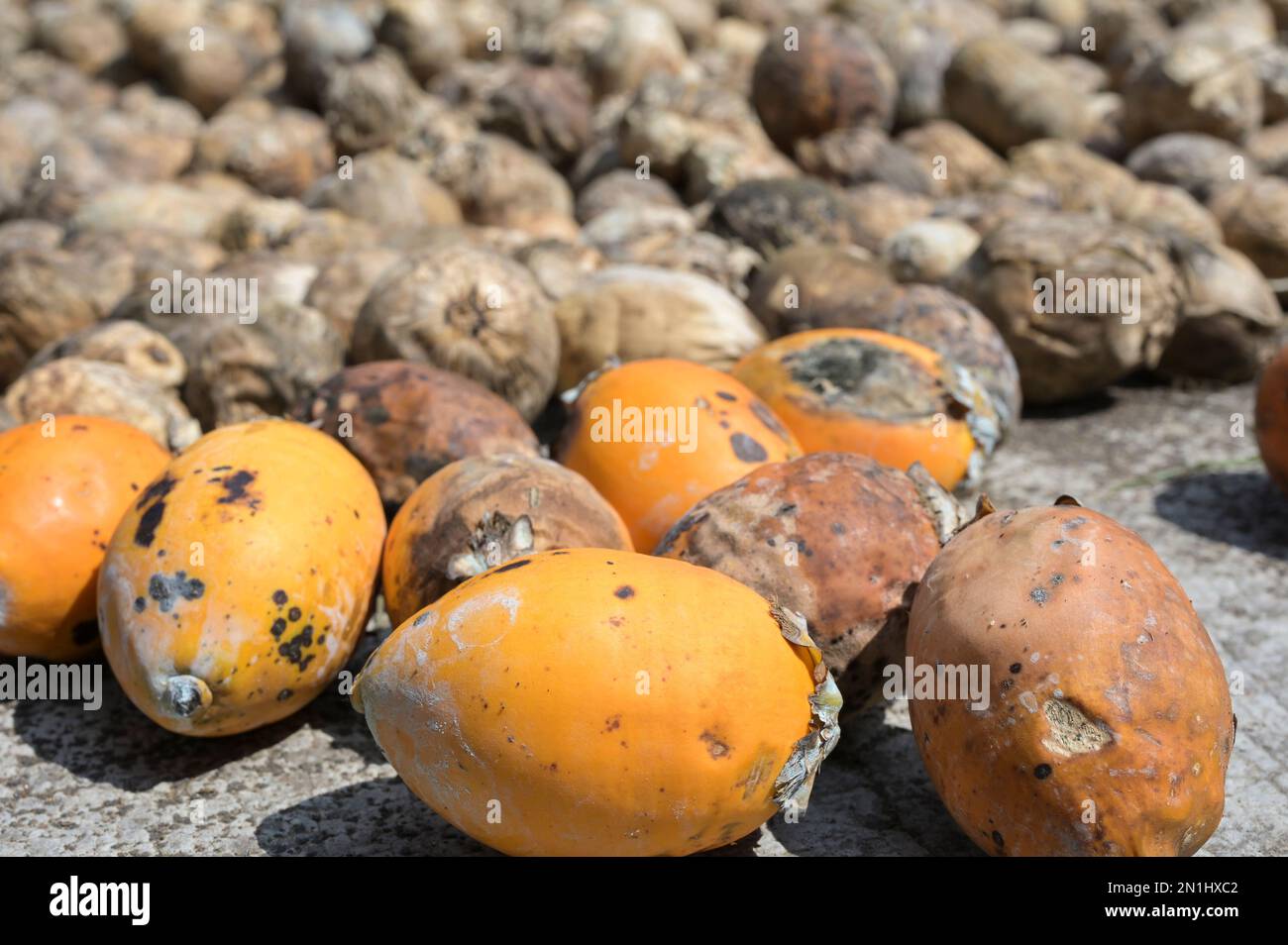 Areca nut farming in india hi-res stock photography and images - Alamy