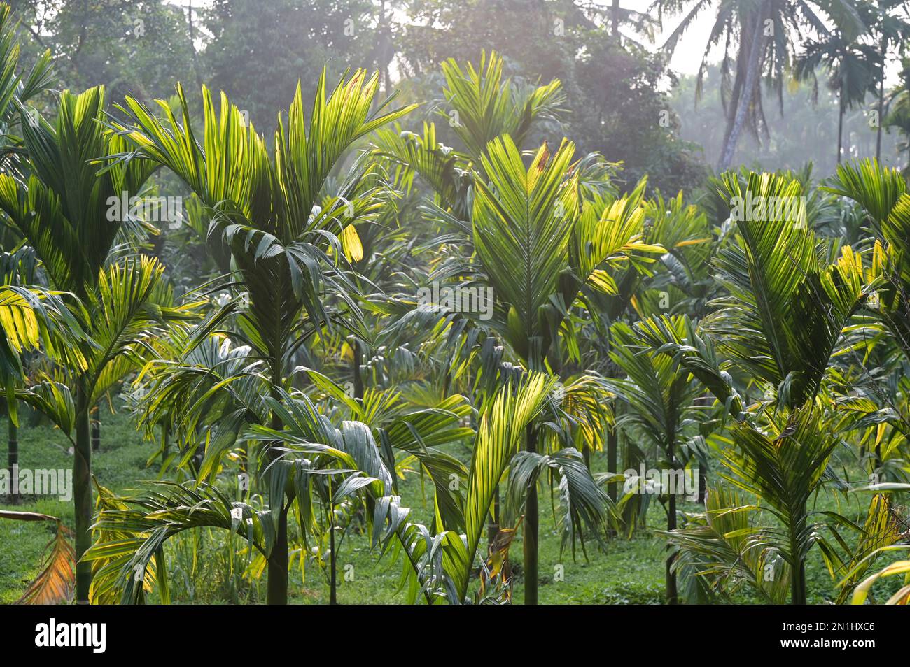 INDIA, Karnataka, Mudbidri, Betel nut or areca nut plantation, young areca tree, betelnut is the ...