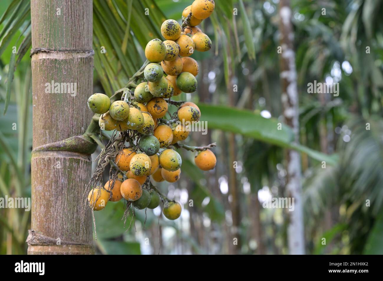INDIA, Karnataka, Mudbidri, Betel nut or areca nut plantation, betelnut ...