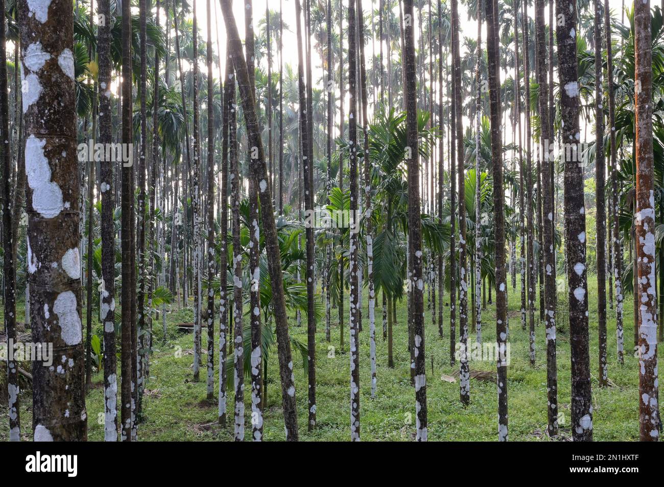 INDIA, Karnataka, Mudbidri, Betel nut or areca nut plantation, betelnut ...