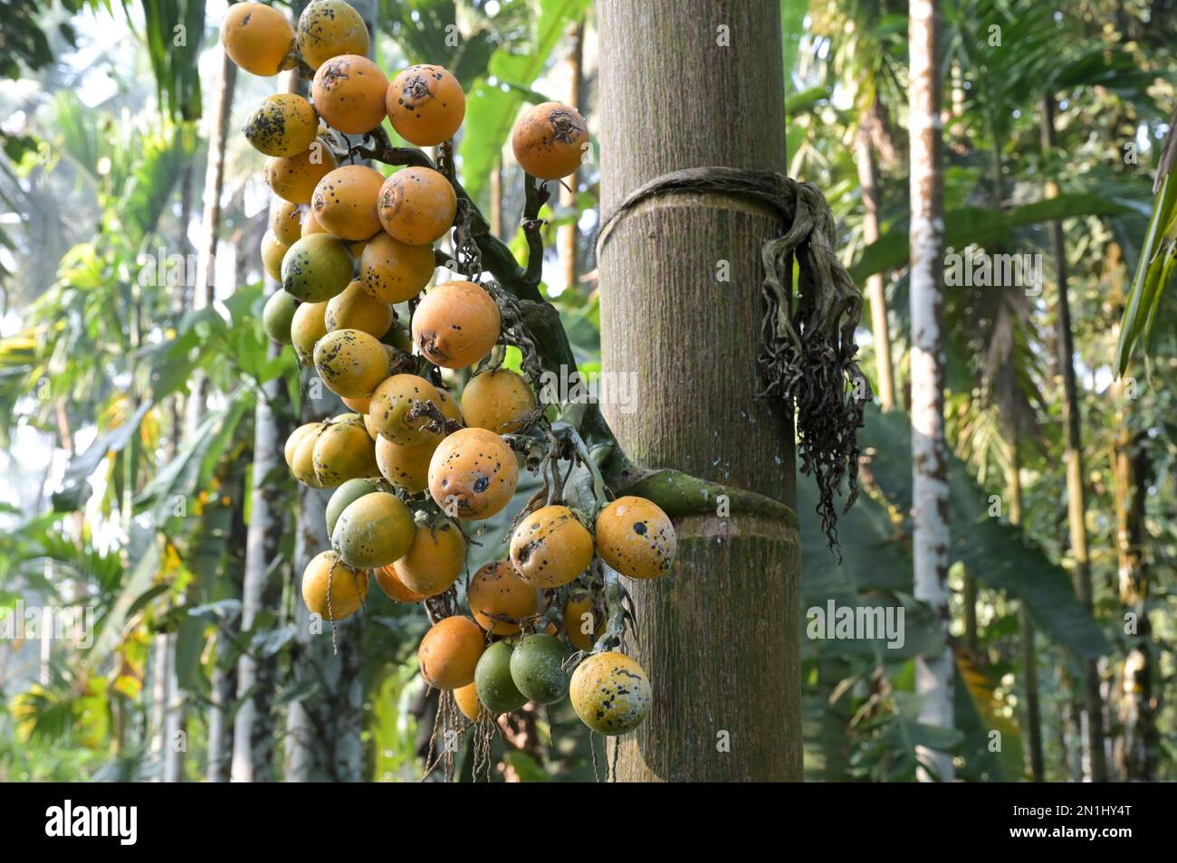 INDIA, Karnataka, Mudbidri, Betel nut or areca nut plantation, betelnut ...