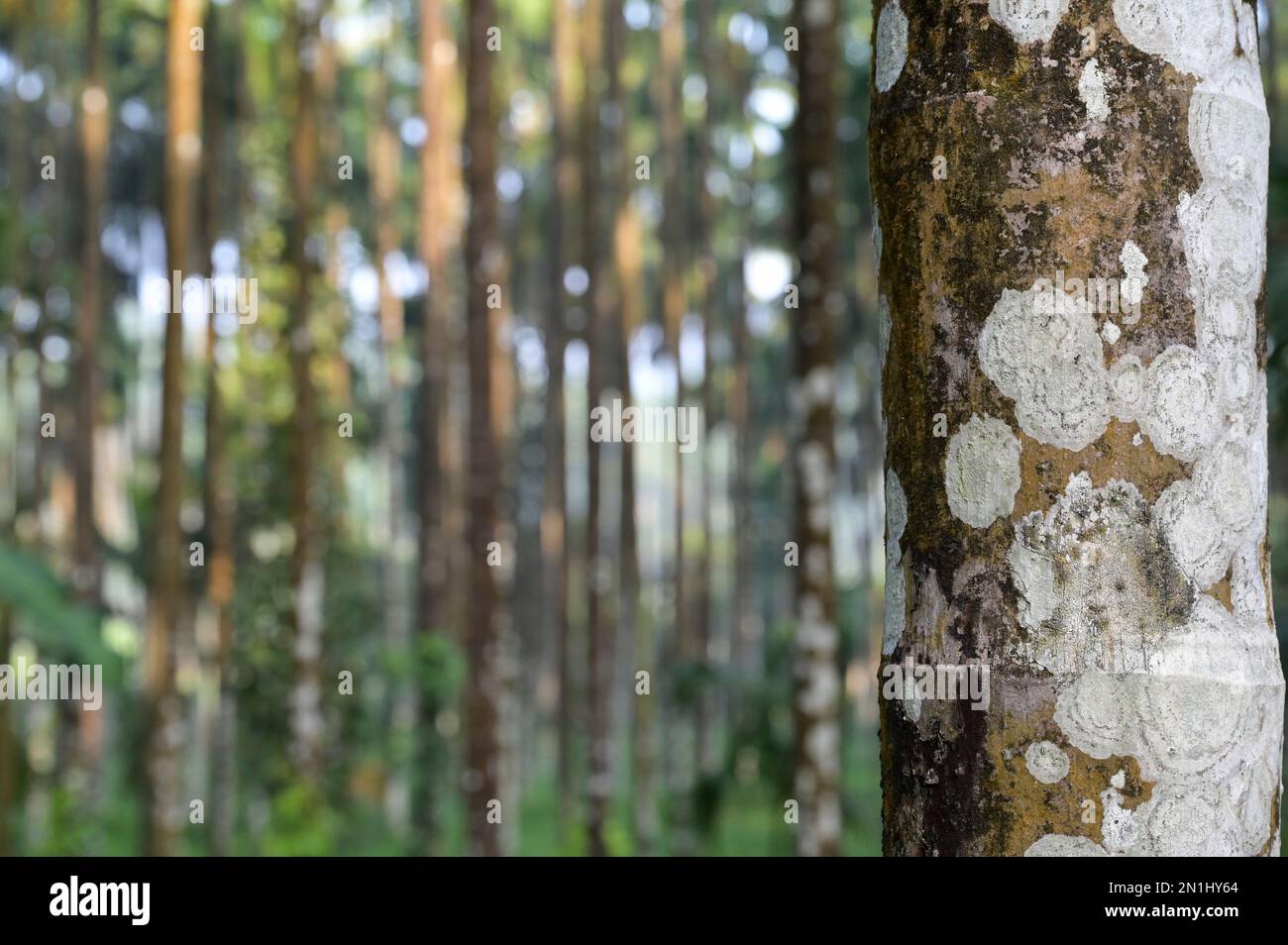 INDIA, Karnataka, Mudbidri, Betel nut or areca nut plantation, betelnut ...