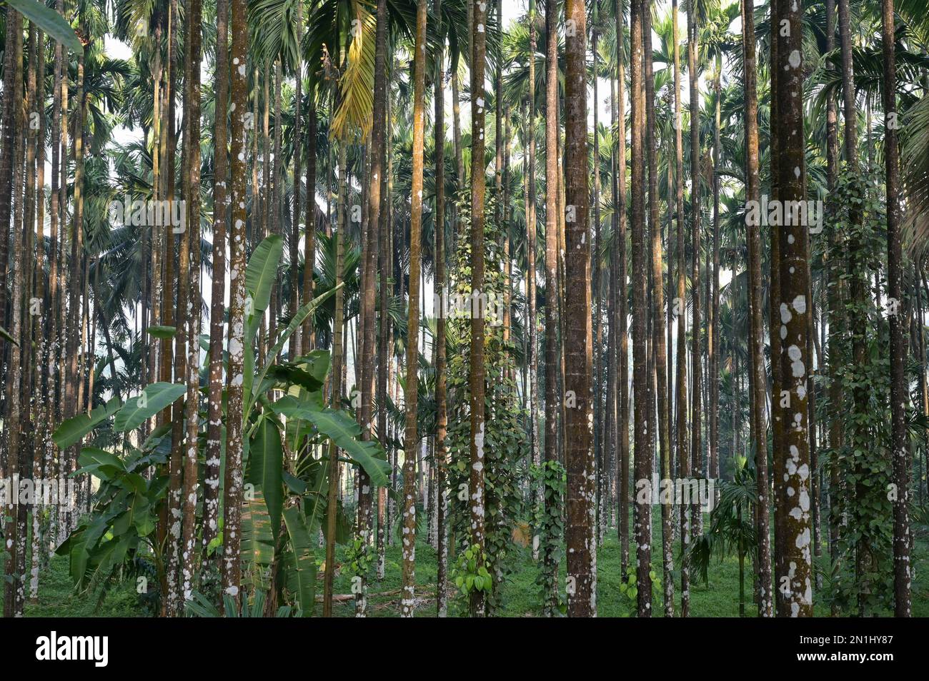 INDIA, Karnataka, Mudbidri, Betel nut or areca nut plantation, mixed ...