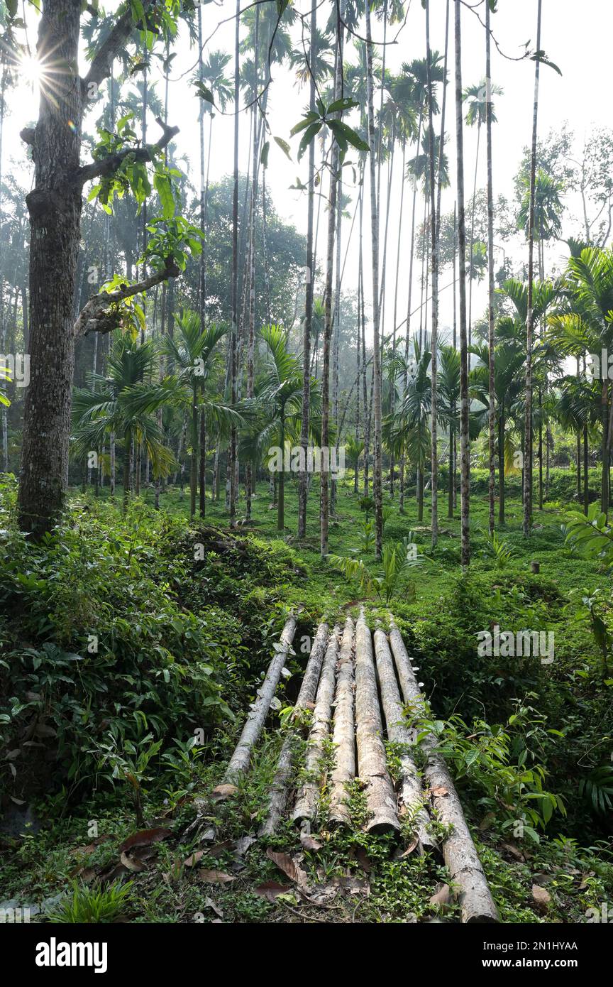 INDIA, Karnataka, Mudbidri, Betel nut or areca nut plantation, bridge ...
