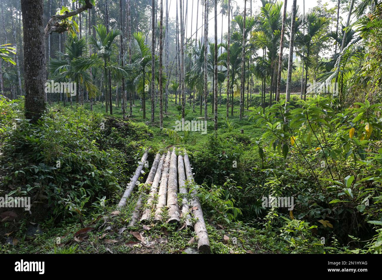 INDIA, Karnataka, Mudbidri, Betel nut or areca nut plantation, bridge ...