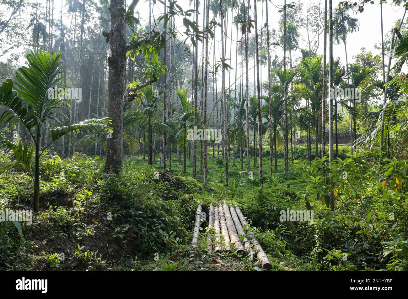 INDIA, Karnataka, Mudbidri, Betel nut or areca nut plantation, bridge ...