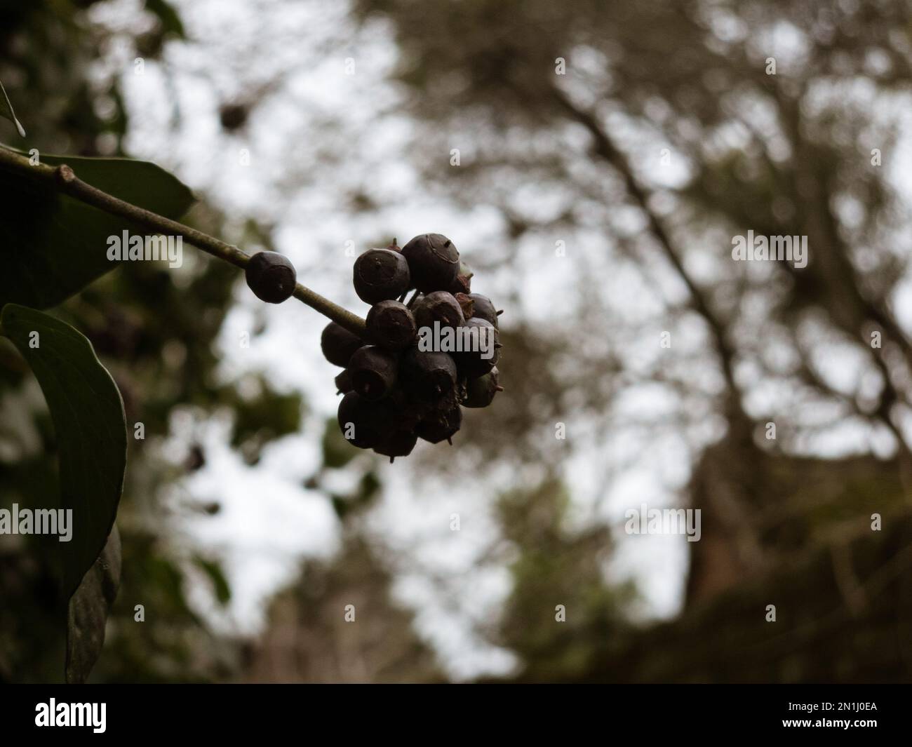 A closeup shot of black chokeberries (Aronia melanocarpa) on the tree ...
